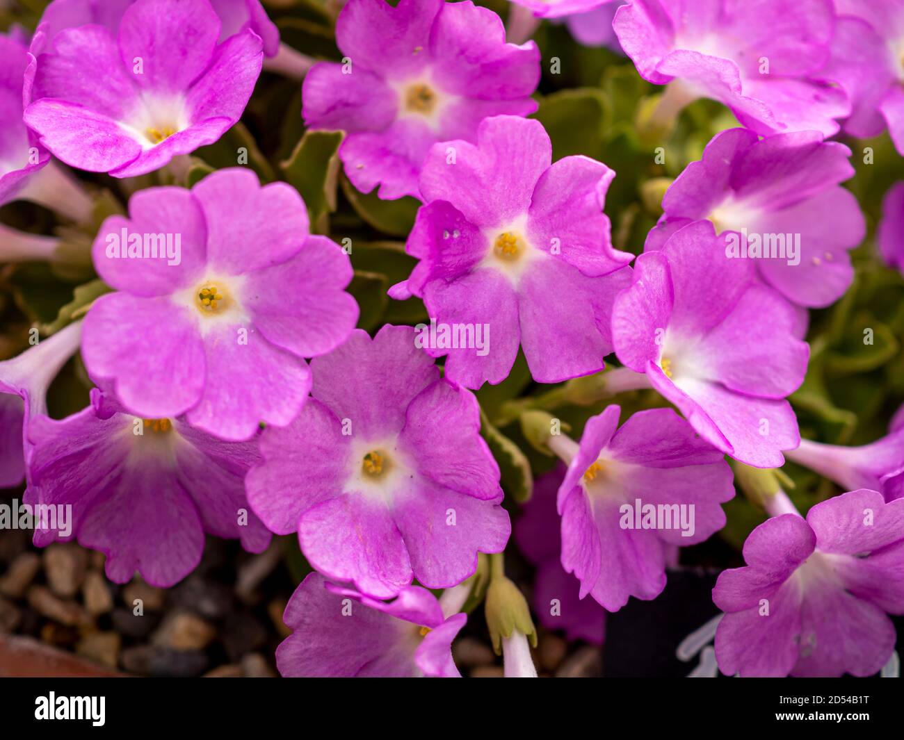 Closeup of the pretty pink flowers of a Primula plant, variety Richard ...