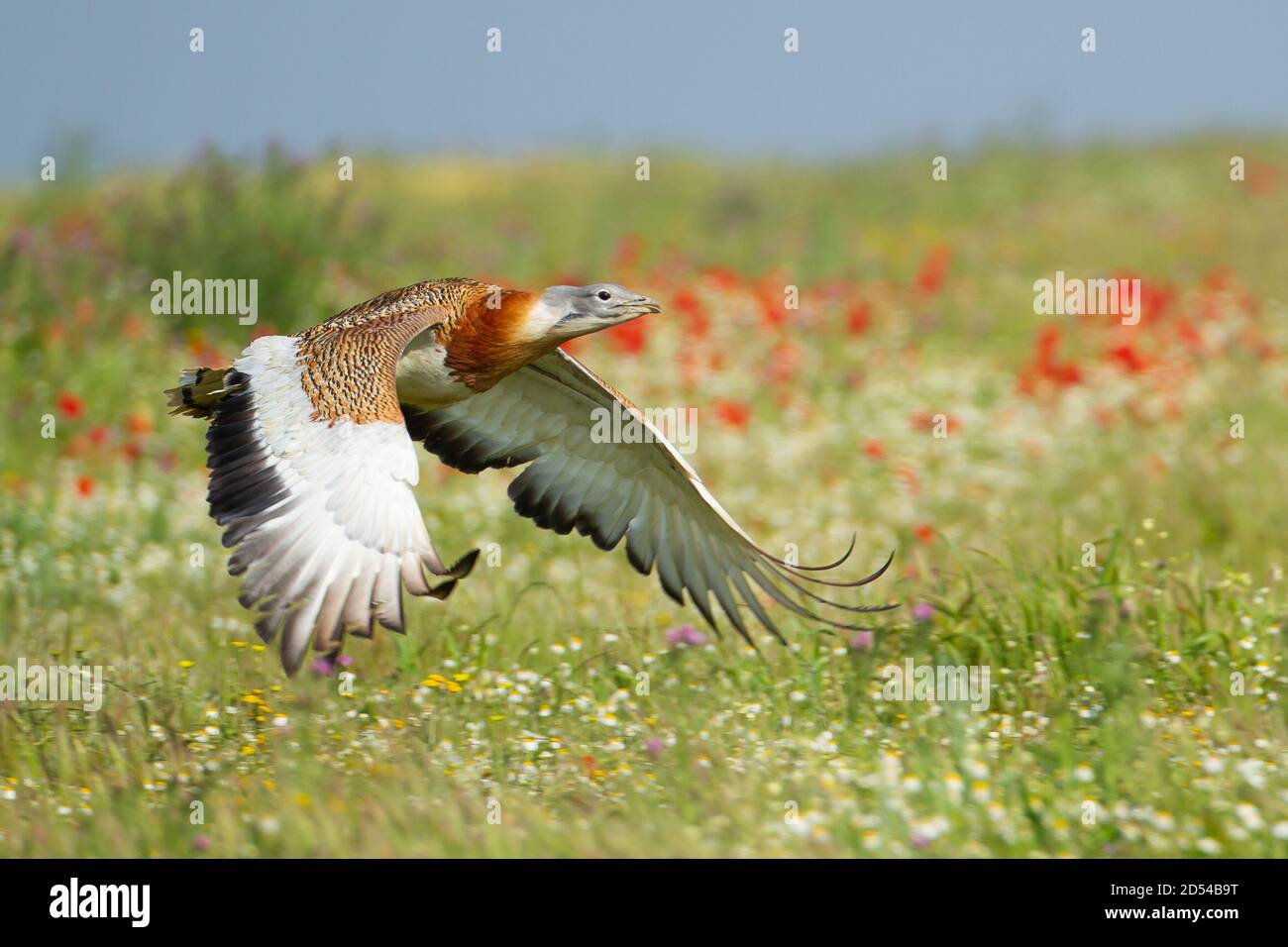 Great bustard flying over a meadow Stock Photo - Alamy