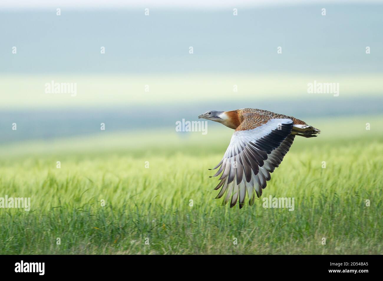 Great bustard flying over a meadow Stock Photo - Alamy