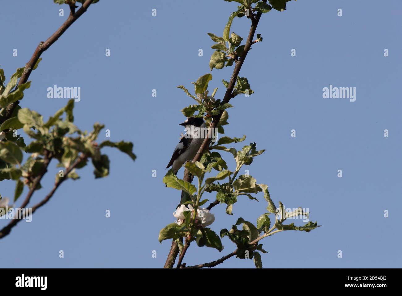 collared flycatcher (Ficedula albicollis) Germany Stock Photo - Alamy