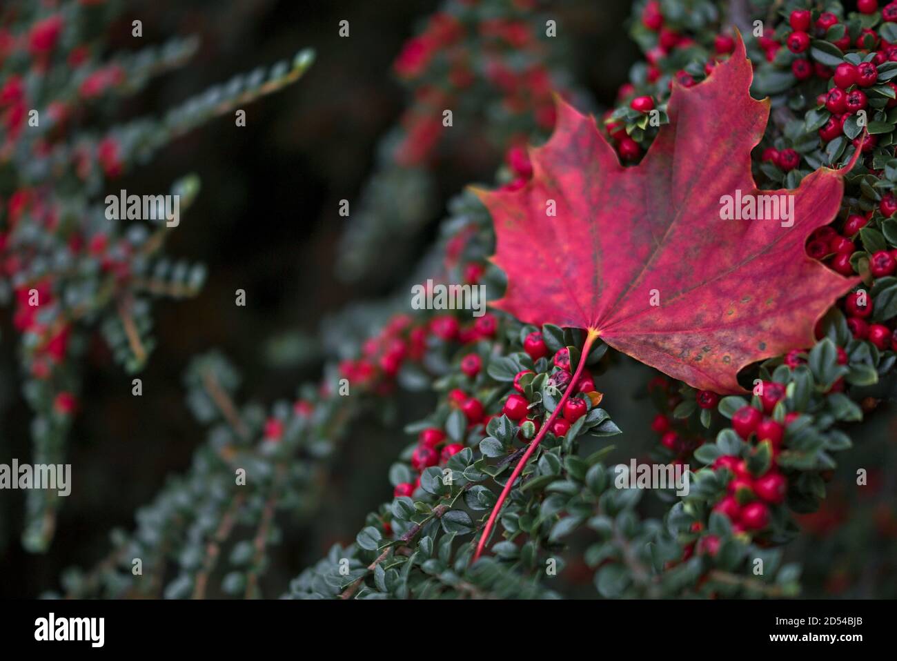 Single red maple leaf on red buckthorn berries bush. Amazing red autumn ...