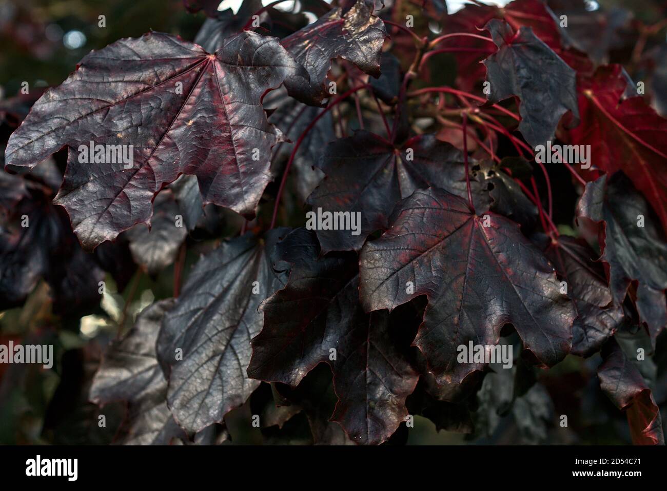 Branch of amazing dark-purple autumn leaves of Acer Platanoides Crimson ...
