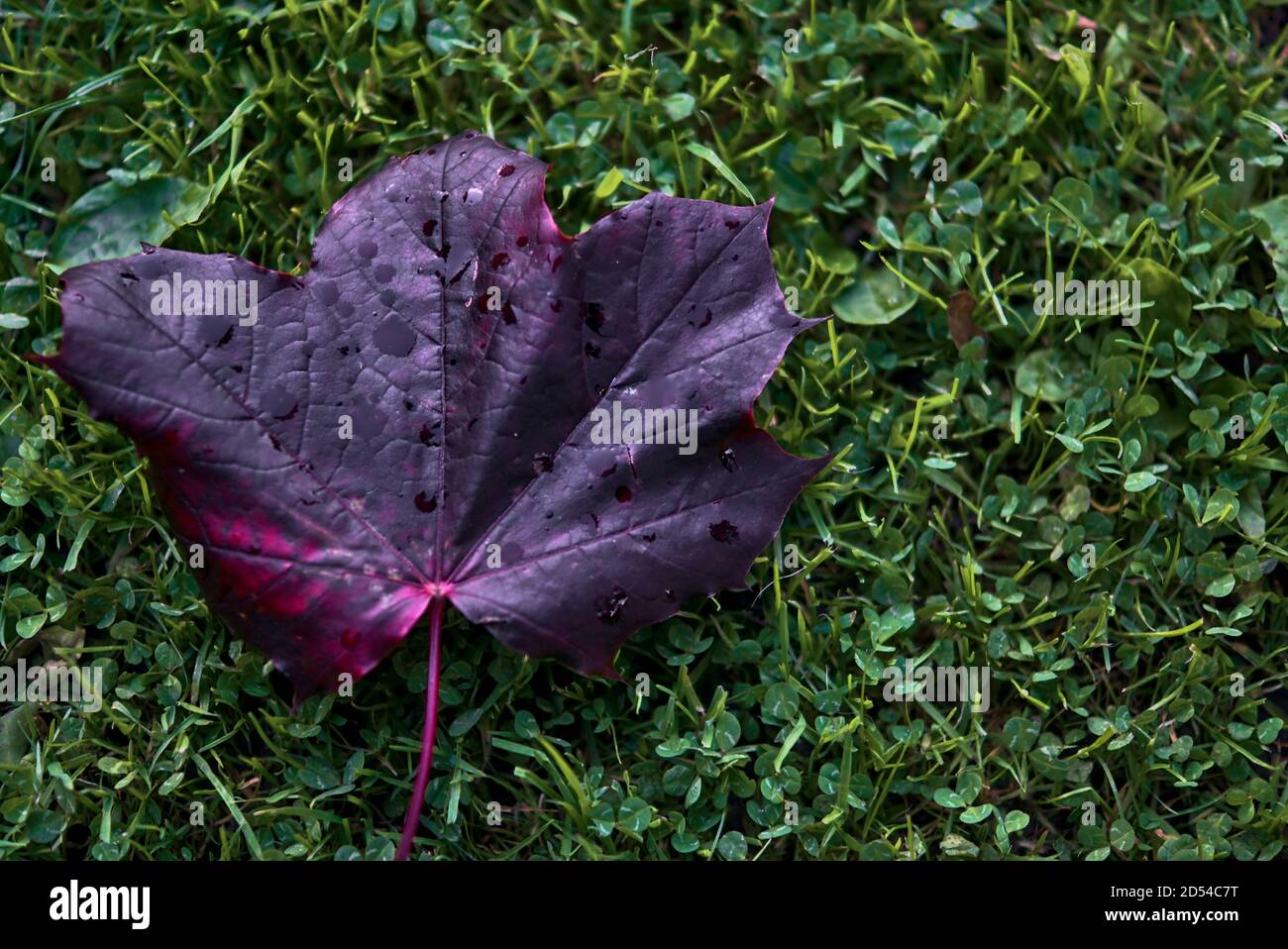 Beautiful single dark-purple autumn fallen leaf of Acer Platanoides ...