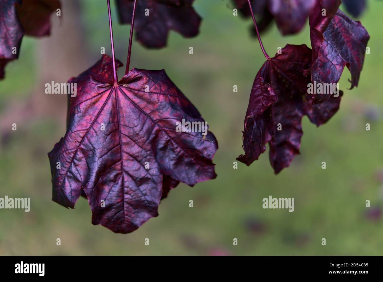 Beautiful dark-purple autumn leaves of Acer Platanoides Crimson King ...