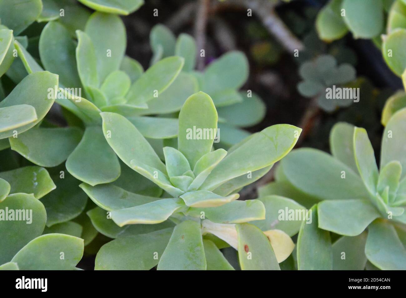 Cactus Texture Background Stock Photo - Alamy