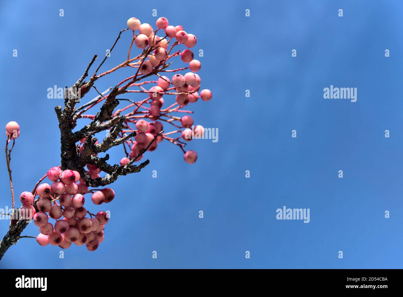 Unusual autumn colors of pink berries against the clear blue sky ...