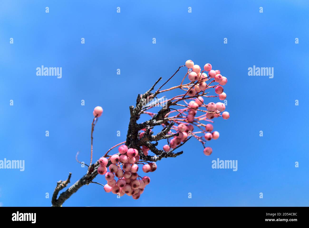 Amazing autumn colors of pink berries against the clear blue sky ...