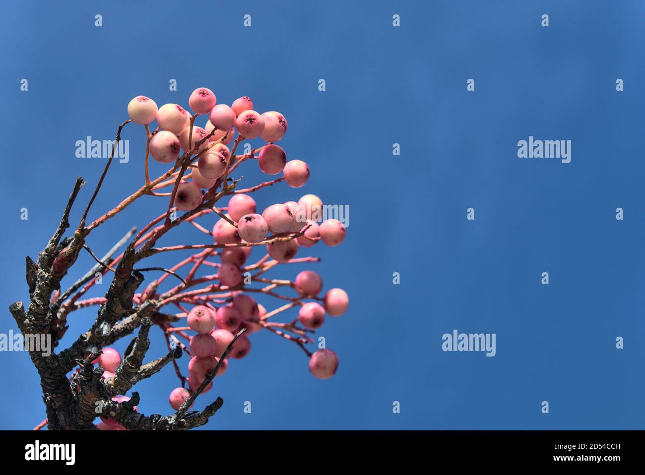 Unusual autumn colors of pink berries against the clear blue sky ...