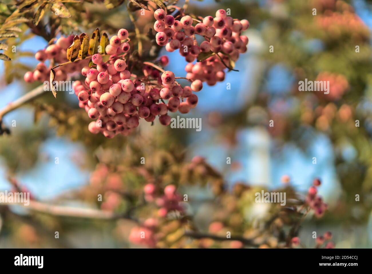 Fall background in unusual colors with copy space. Beautiful autumnal ...