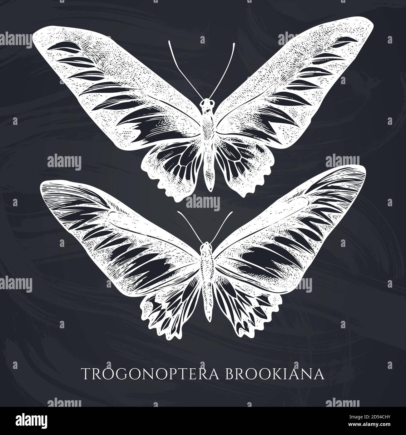 Vector set of hand drawn chalk rajah brooke s birdwing Stock Vector ...