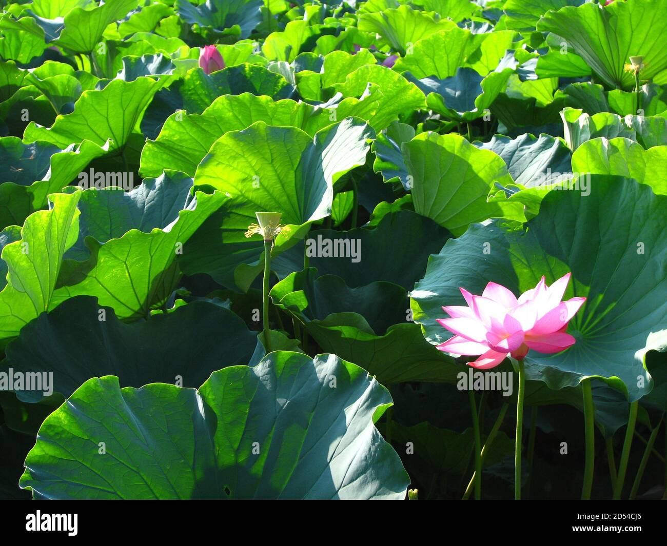 Blooming lotus under the sunlight Stock Photo - Alamy