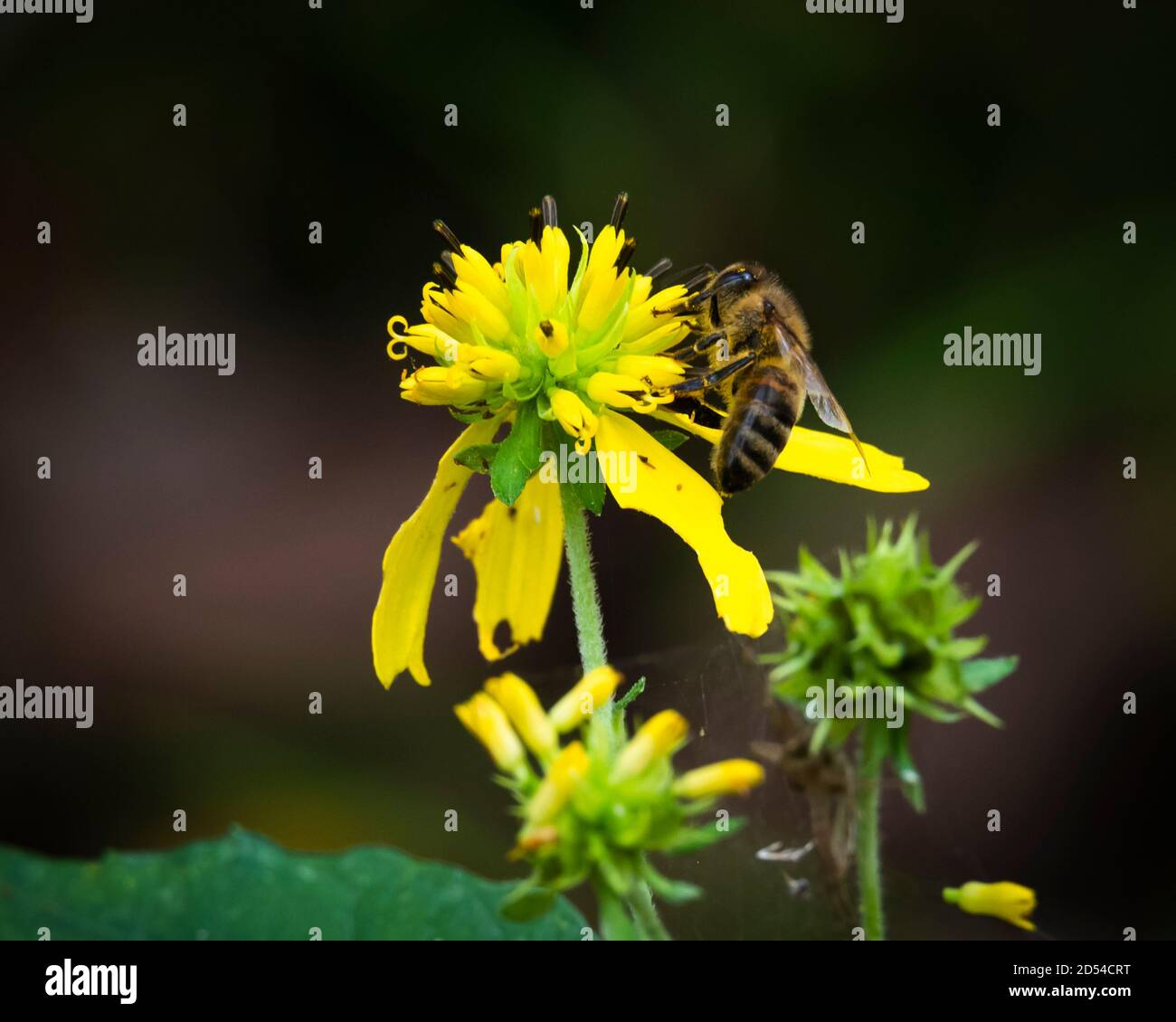 Insect photography, macro images of bees Stock Photo - Alamy