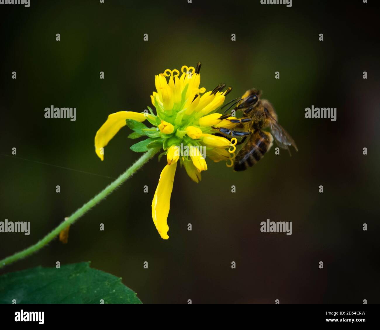 Insect photography, macro images of bees Stock Photo - Alamy