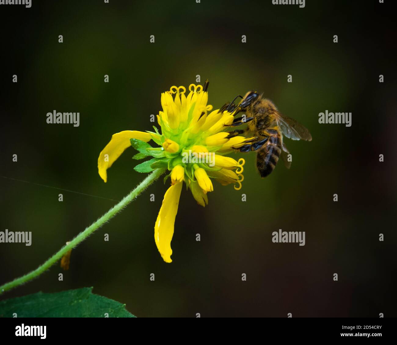 Insect photography, macro images of bees Stock Photo - Alamy