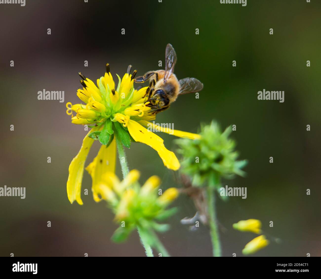 Insect photography, macro images of bees Stock Photo - Alamy