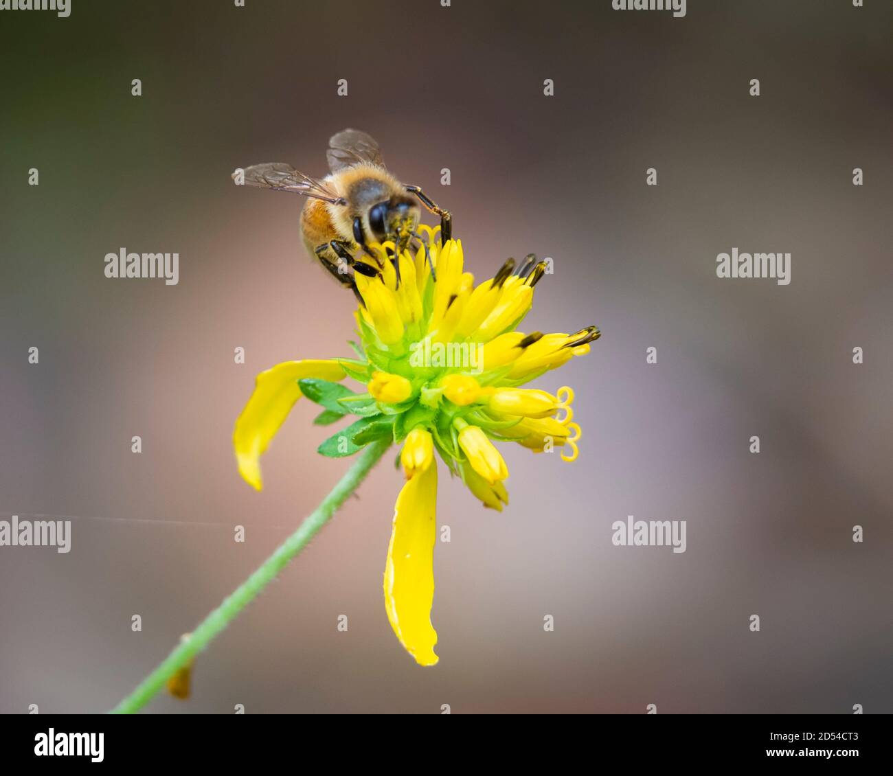 Insect photography, macro images of bees Stock Photo - Alamy