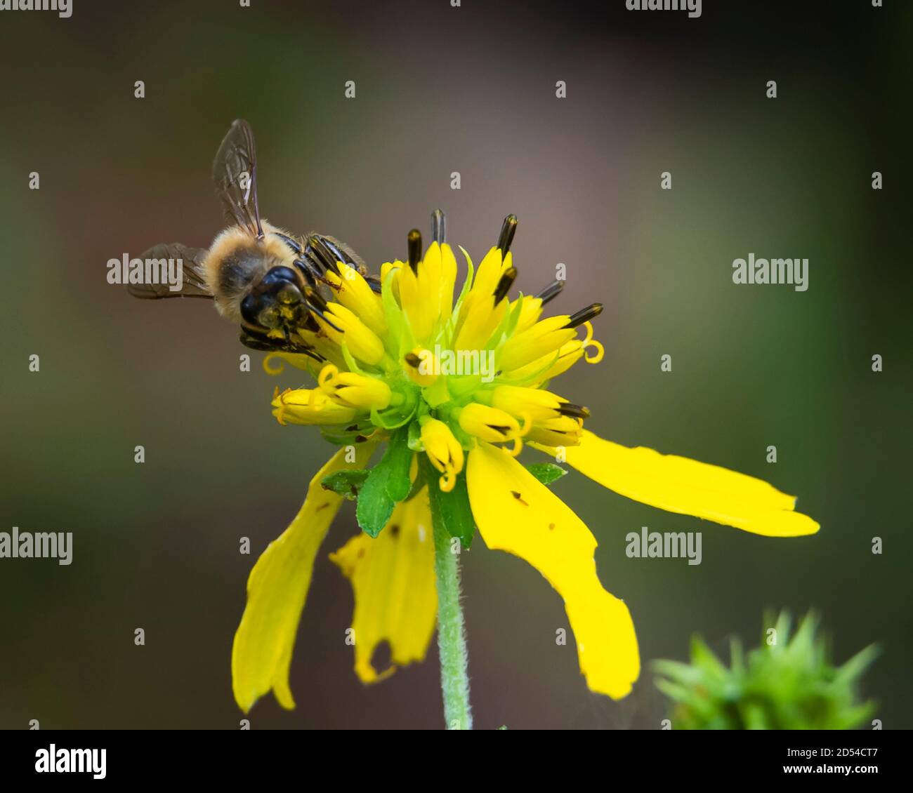 Insect photography, macro images of bees Stock Photo - Alamy