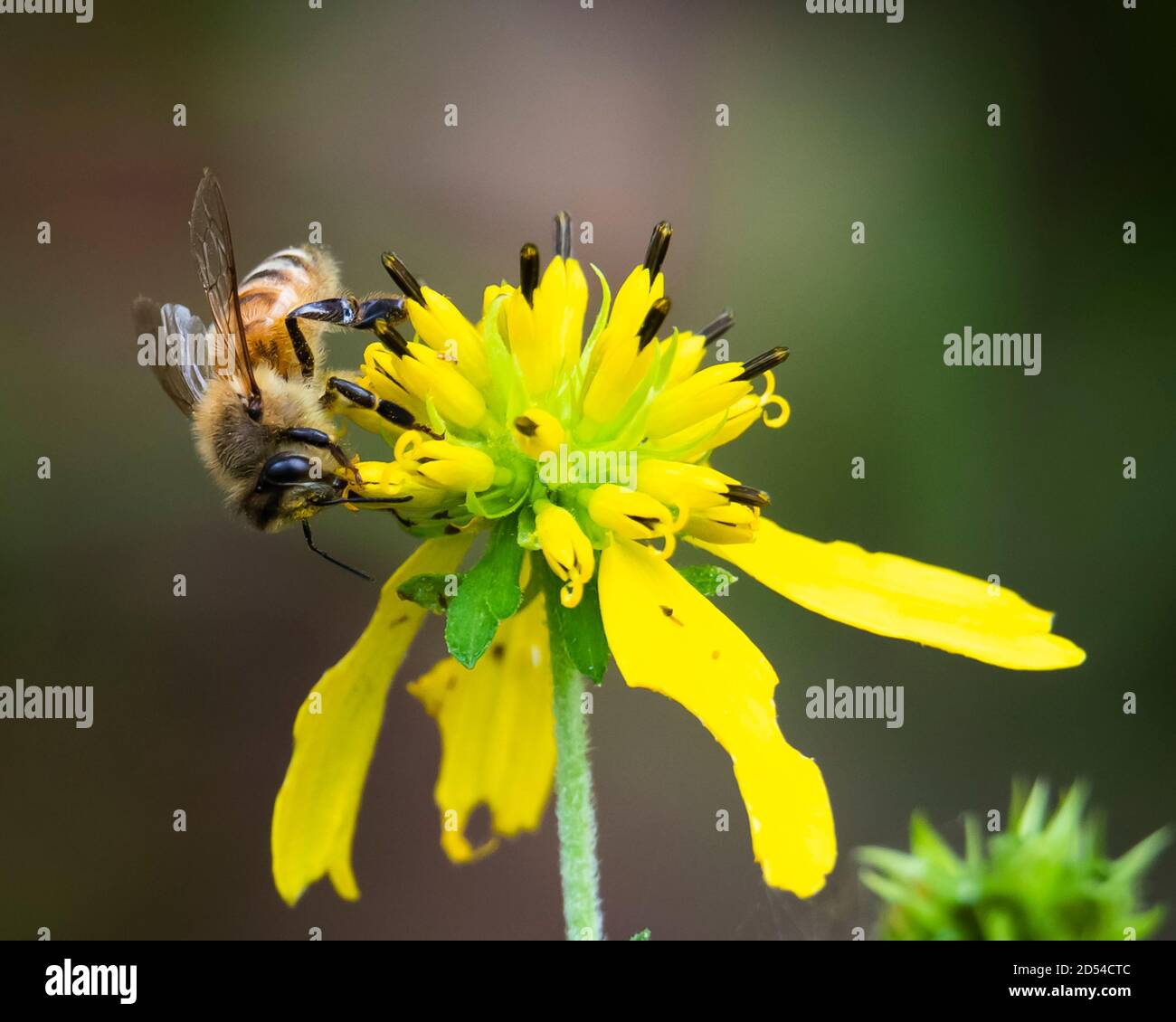 Insect photography, macro images of bees Stock Photo - Alamy