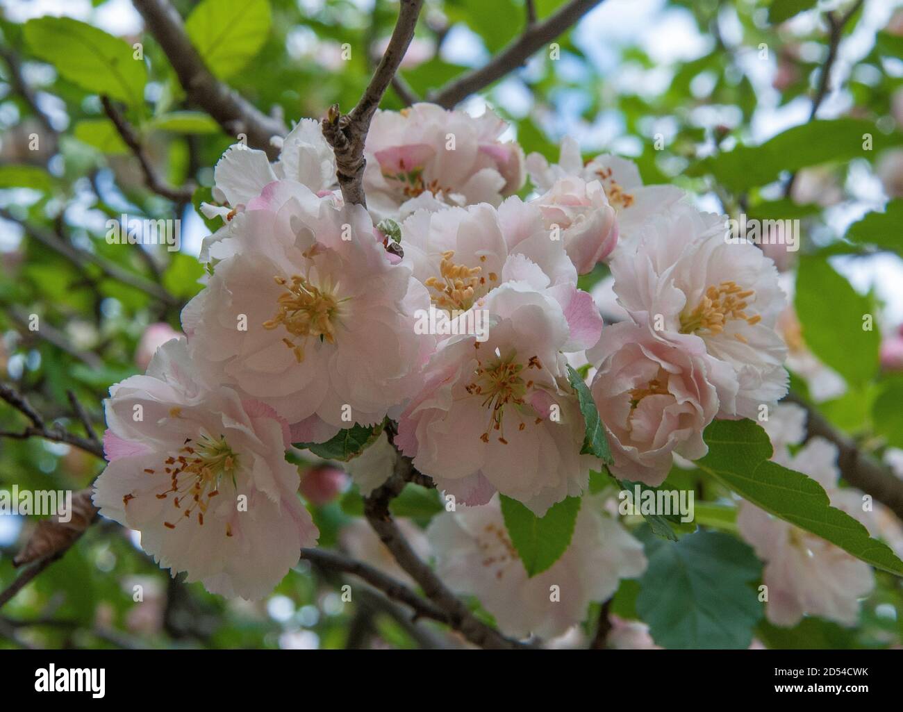 Azaleas in bloom in St Kilda Botanic Gardens, Melbourne, Victoria ...