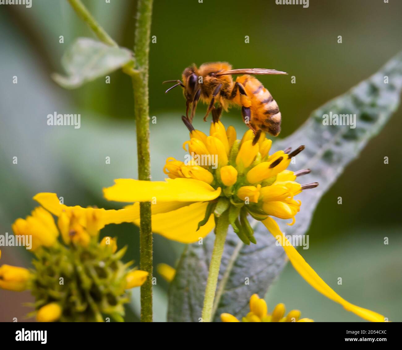 Insect photography, macro images of bees Stock Photo - Alamy