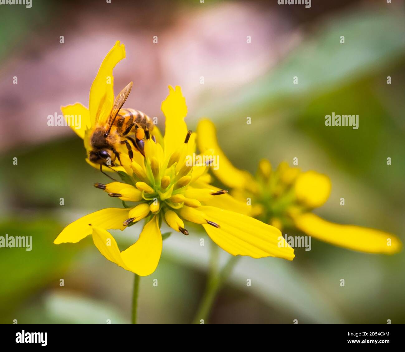 Insect photography, macro images of bees Stock Photo - Alamy