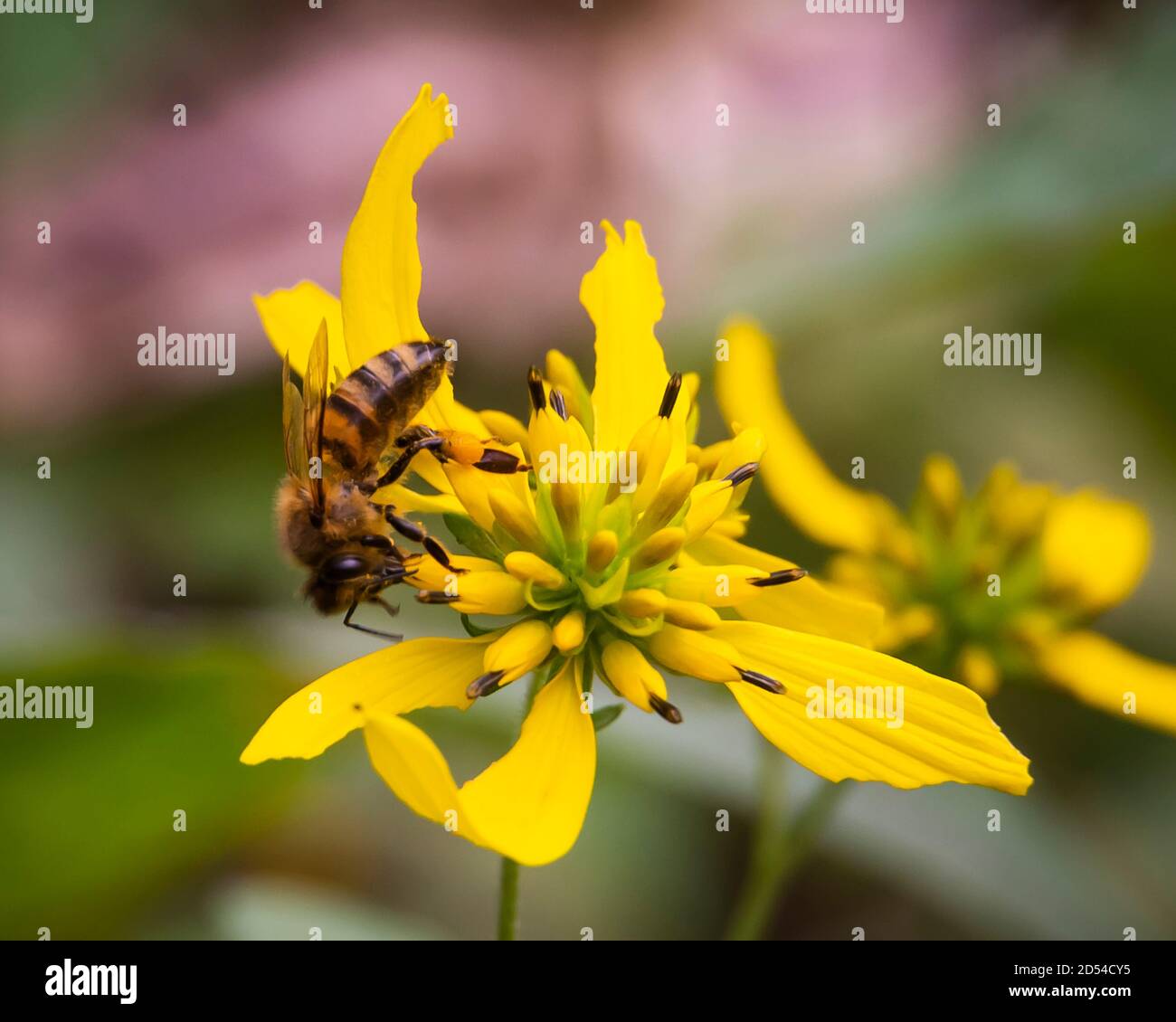 Insect photography, macro images of bees Stock Photo - Alamy