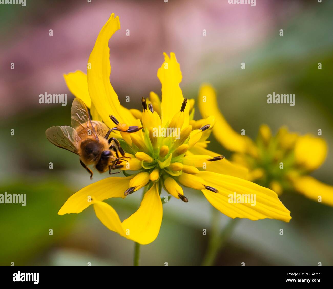 Insect photography, macro images of bees Stock Photo - Alamy