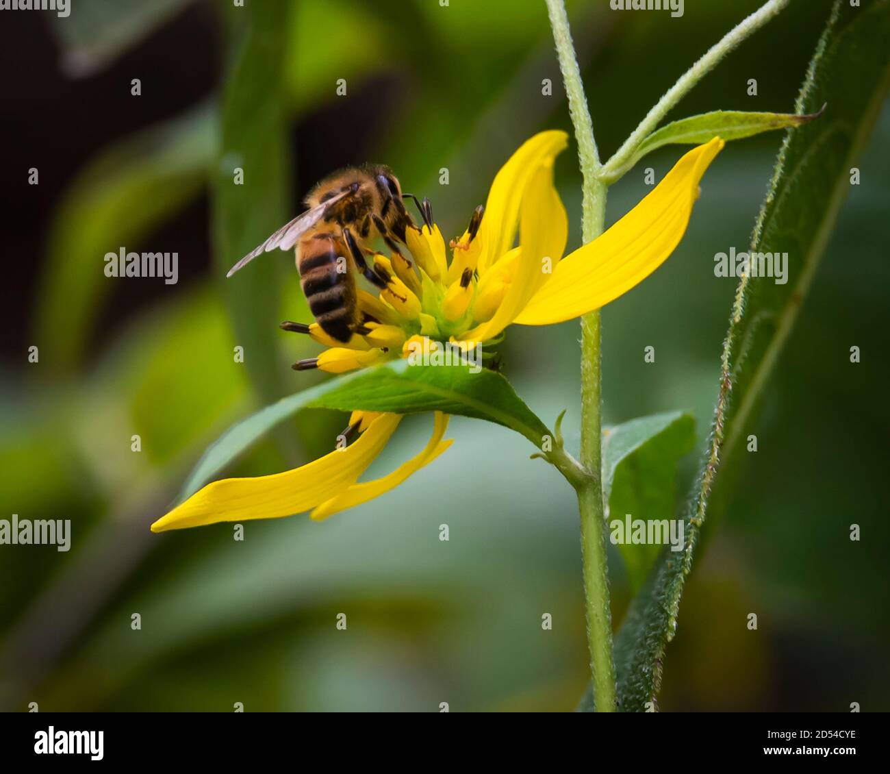 Insect photography, macro images of bees Stock Photo - Alamy