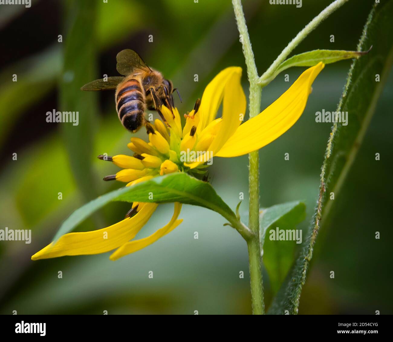 Insect photography, macro images of bees Stock Photo - Alamy
