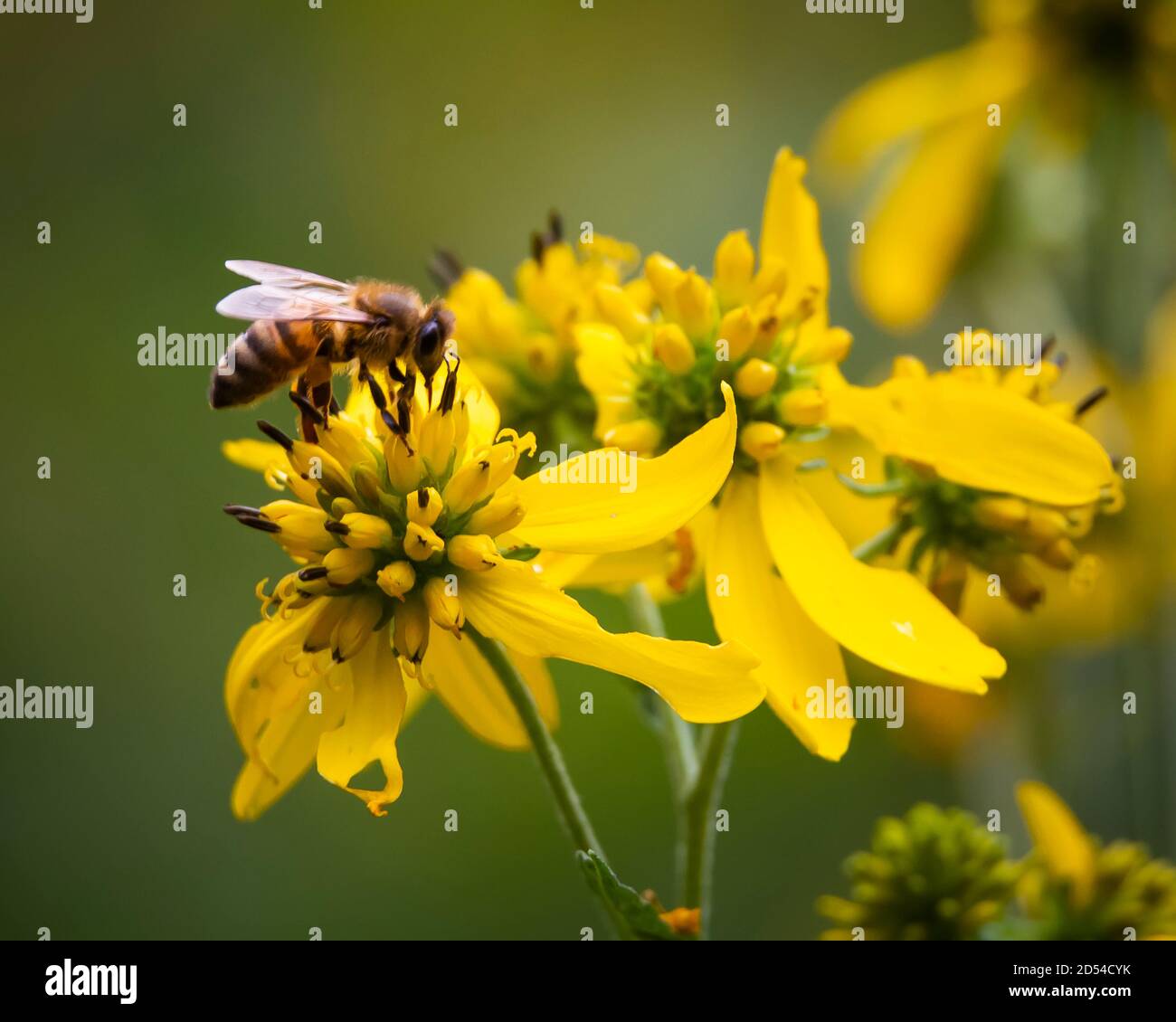 Insect photography, macro images of bees Stock Photo - Alamy