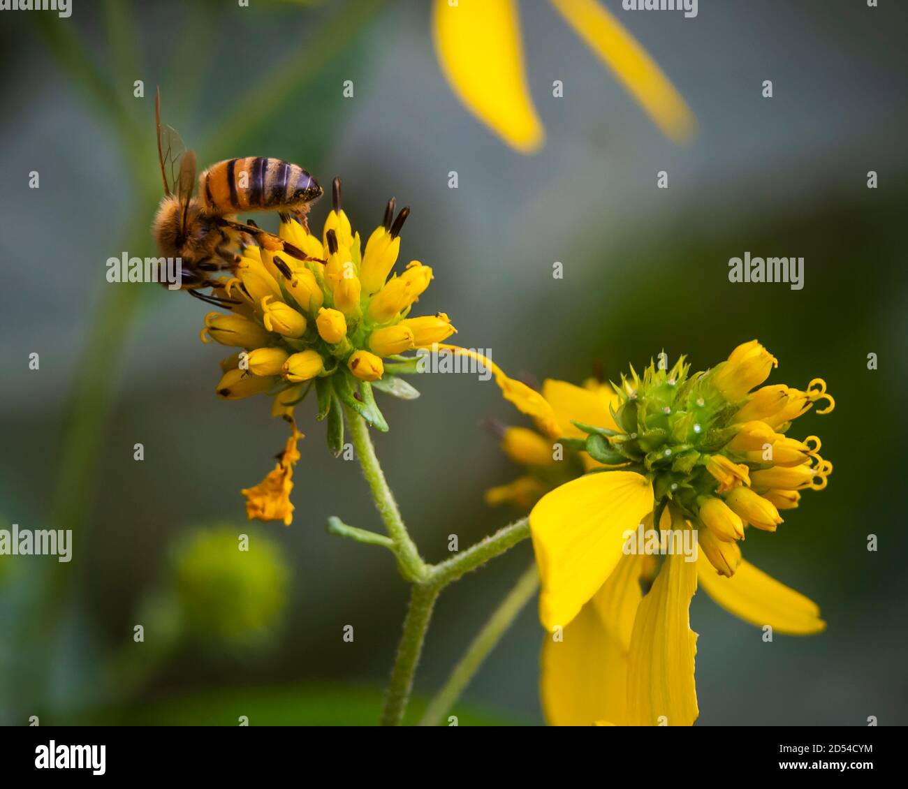 Insect photography, macro images of bees Stock Photo - Alamy