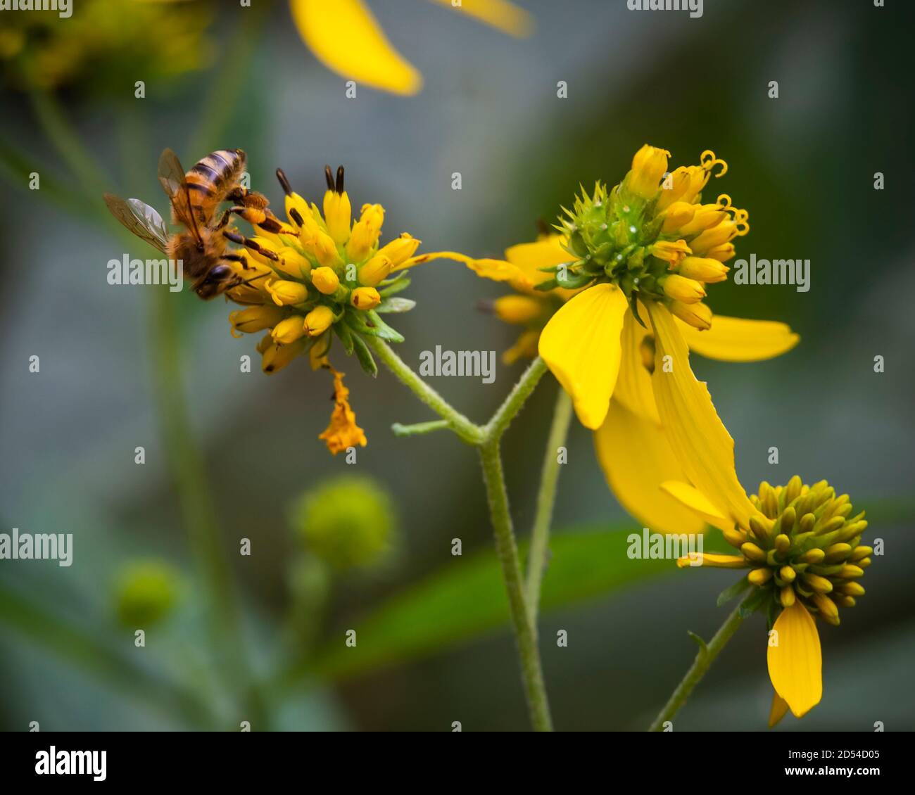 Insect photography, macro images of bees Stock Photo - Alamy