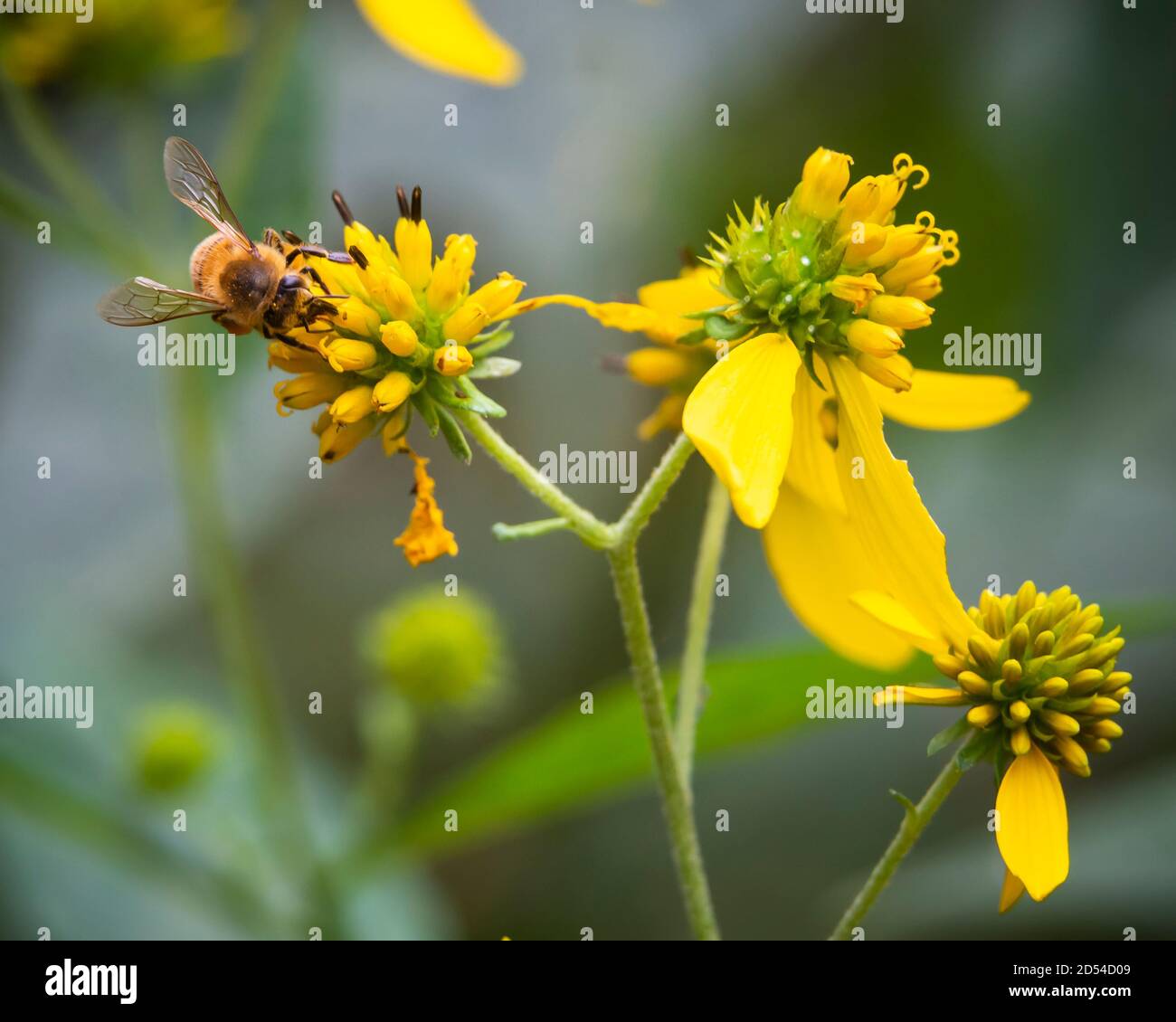 Insect photography, macro images of bees Stock Photo - Alamy