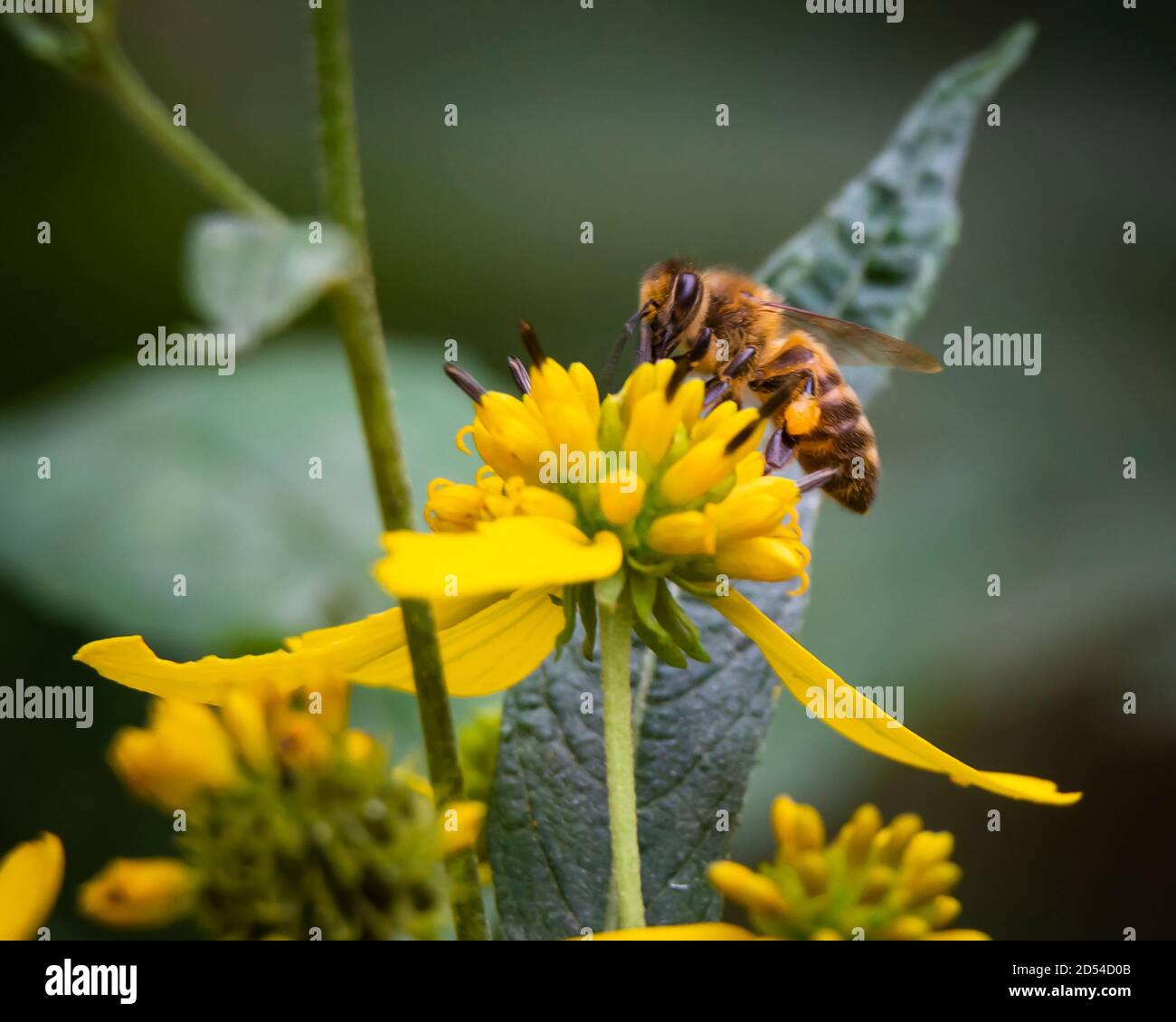 Insect photography, macro images of bees Stock Photo - Alamy