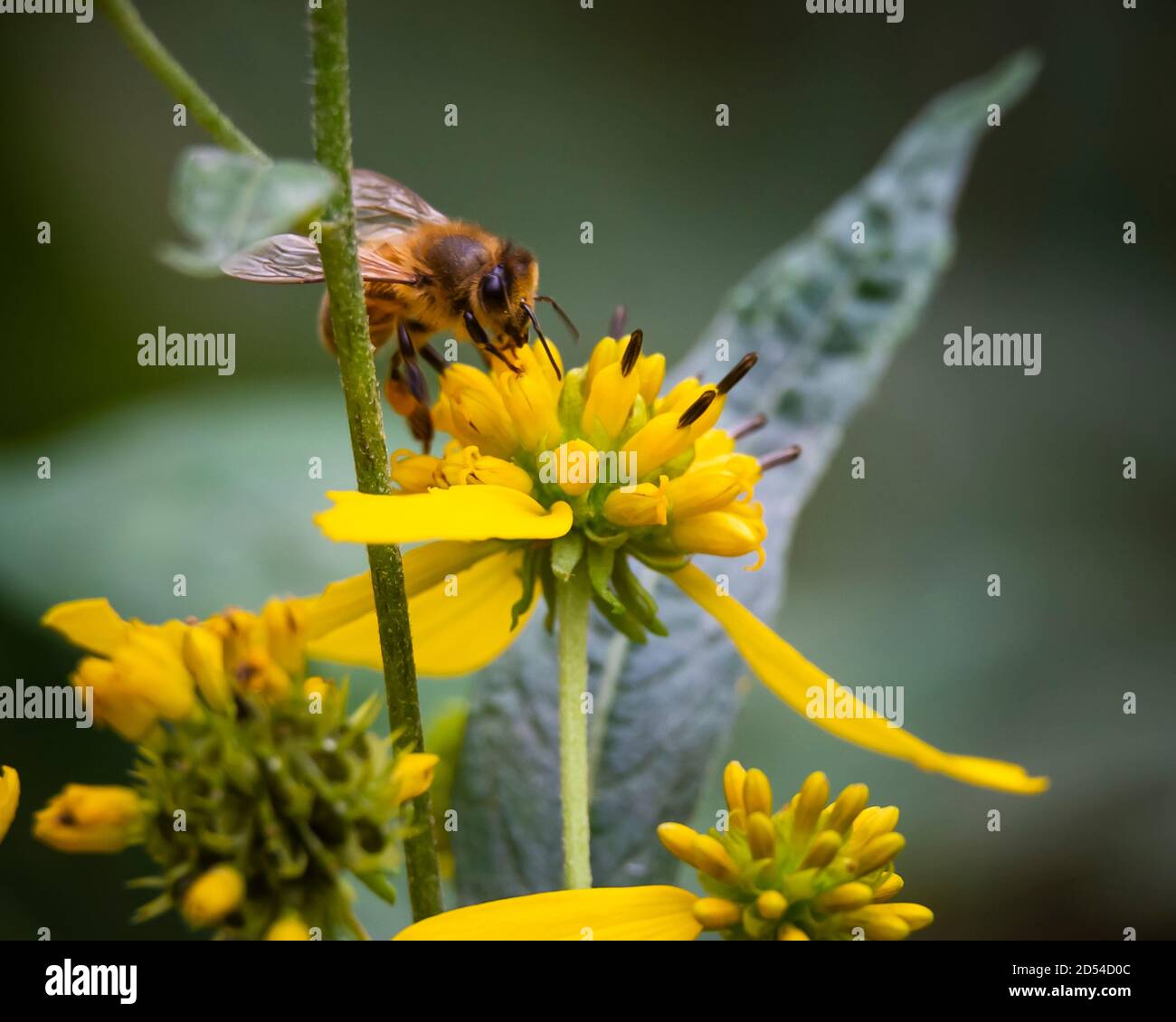 Insect photography, macro images of bees Stock Photo - Alamy
