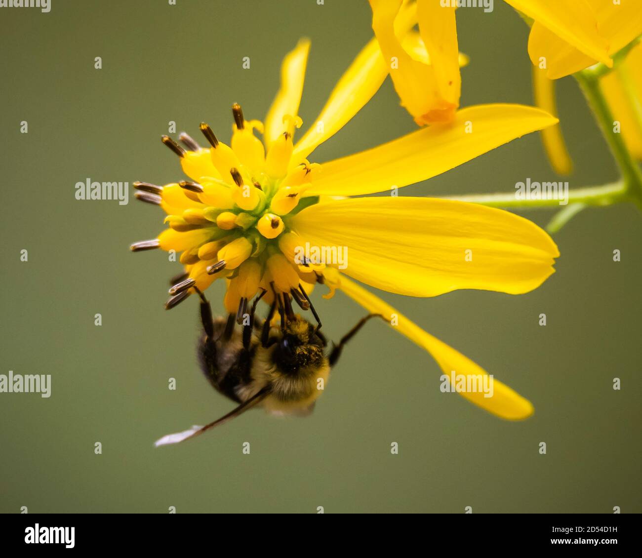 Insect photography, macro images of bees Stock Photo - Alamy