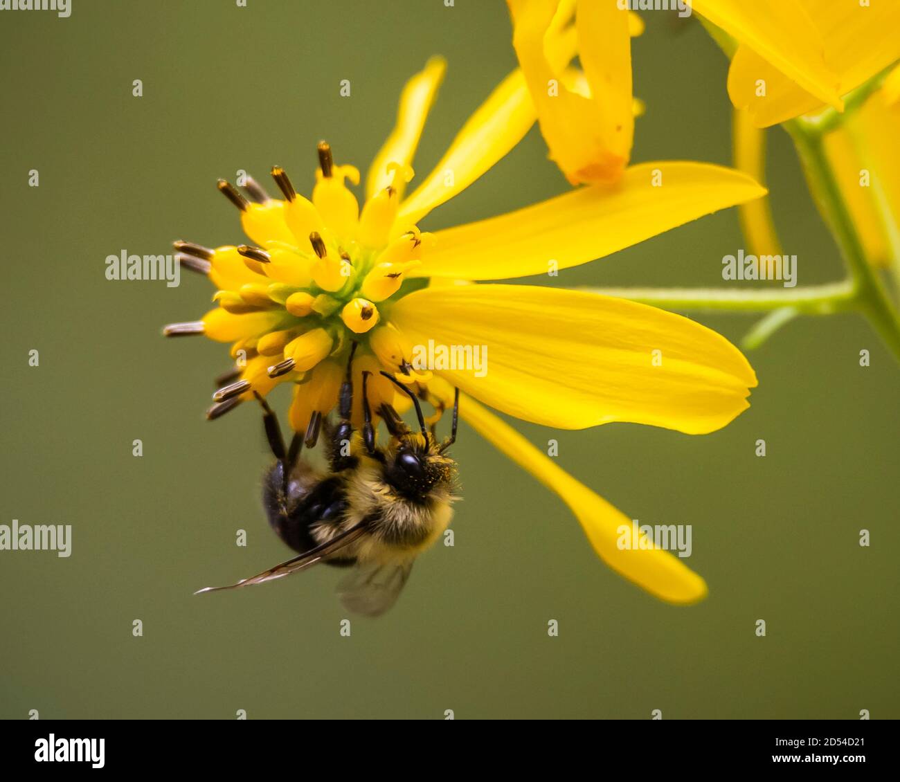 Insect photography, macro images of bees Stock Photo - Alamy