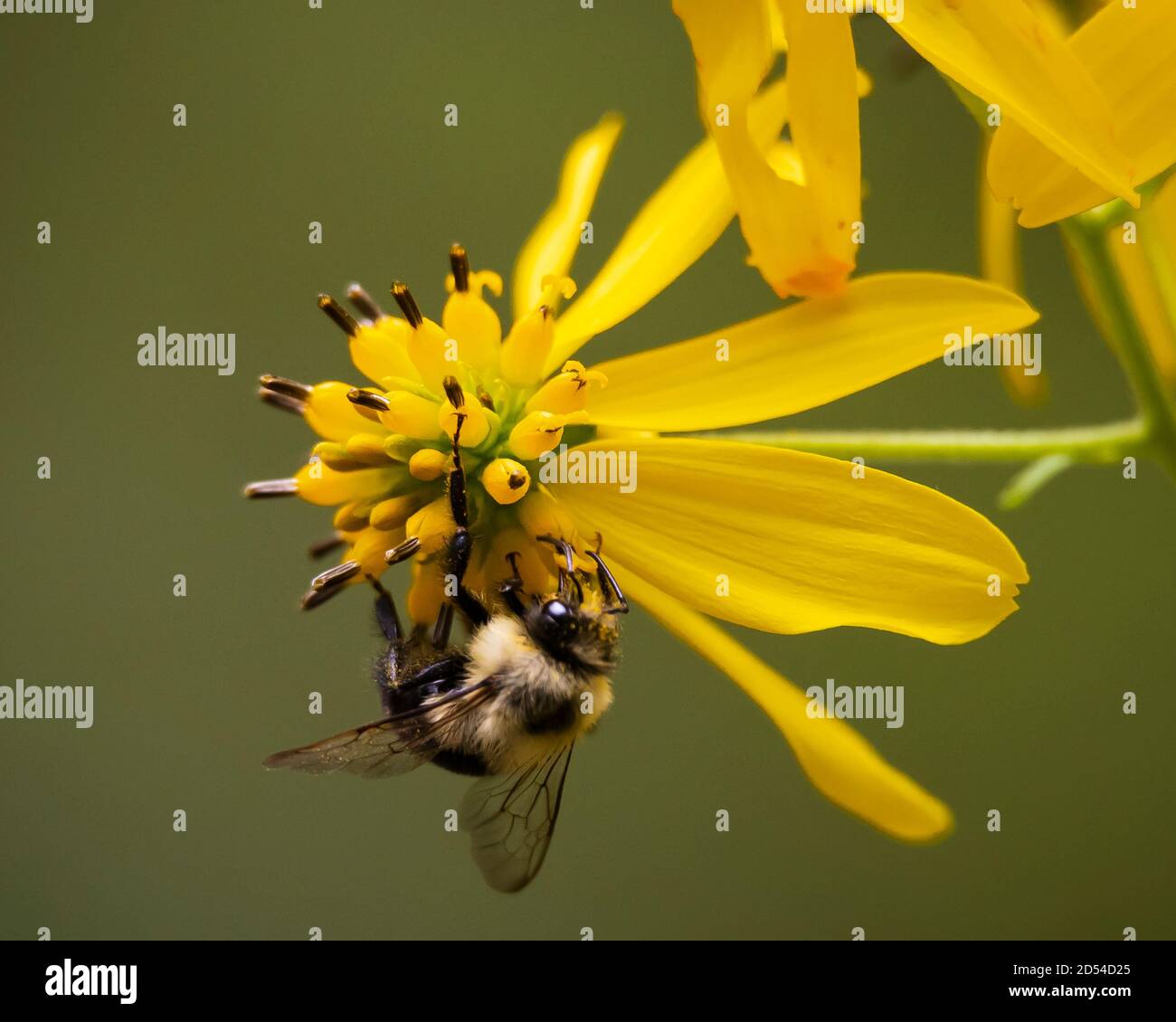 Insect photography, macro images of bees Stock Photo - Alamy