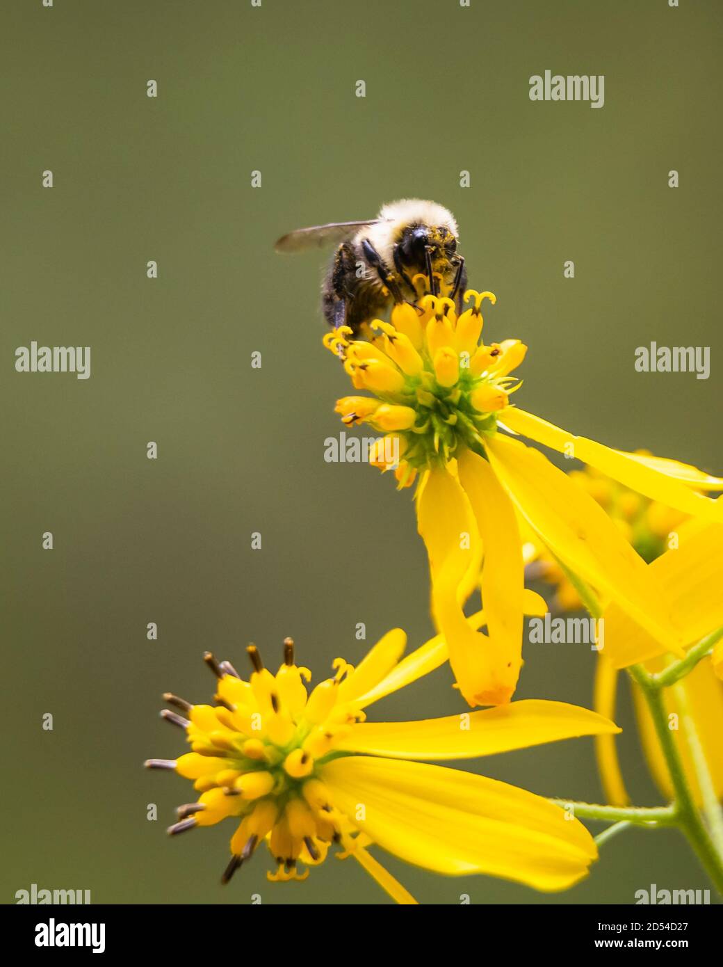 Insect photography, macro images of bees Stock Photo - Alamy