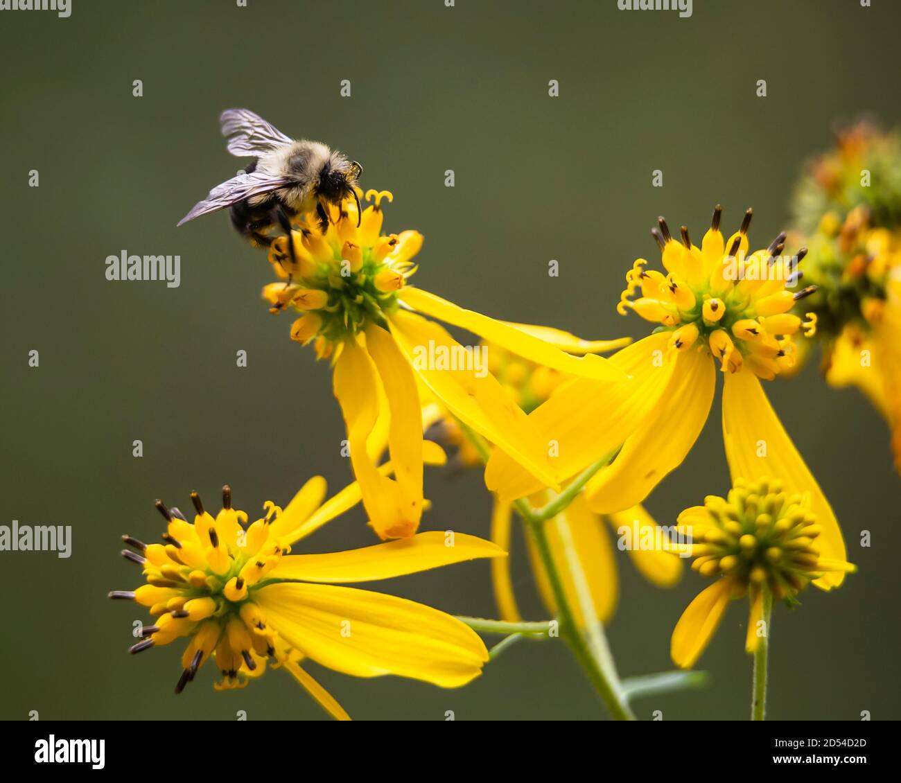 Insect photography, macro images of bees Stock Photo - Alamy
