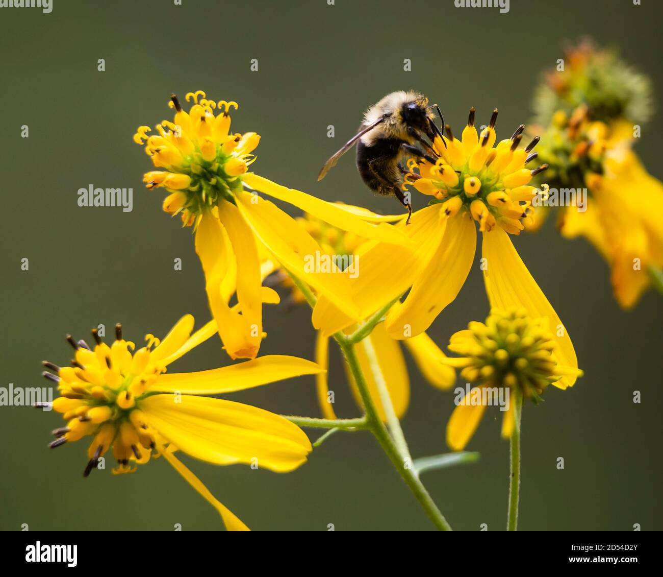 Insect photography, macro images of bees Stock Photo - Alamy