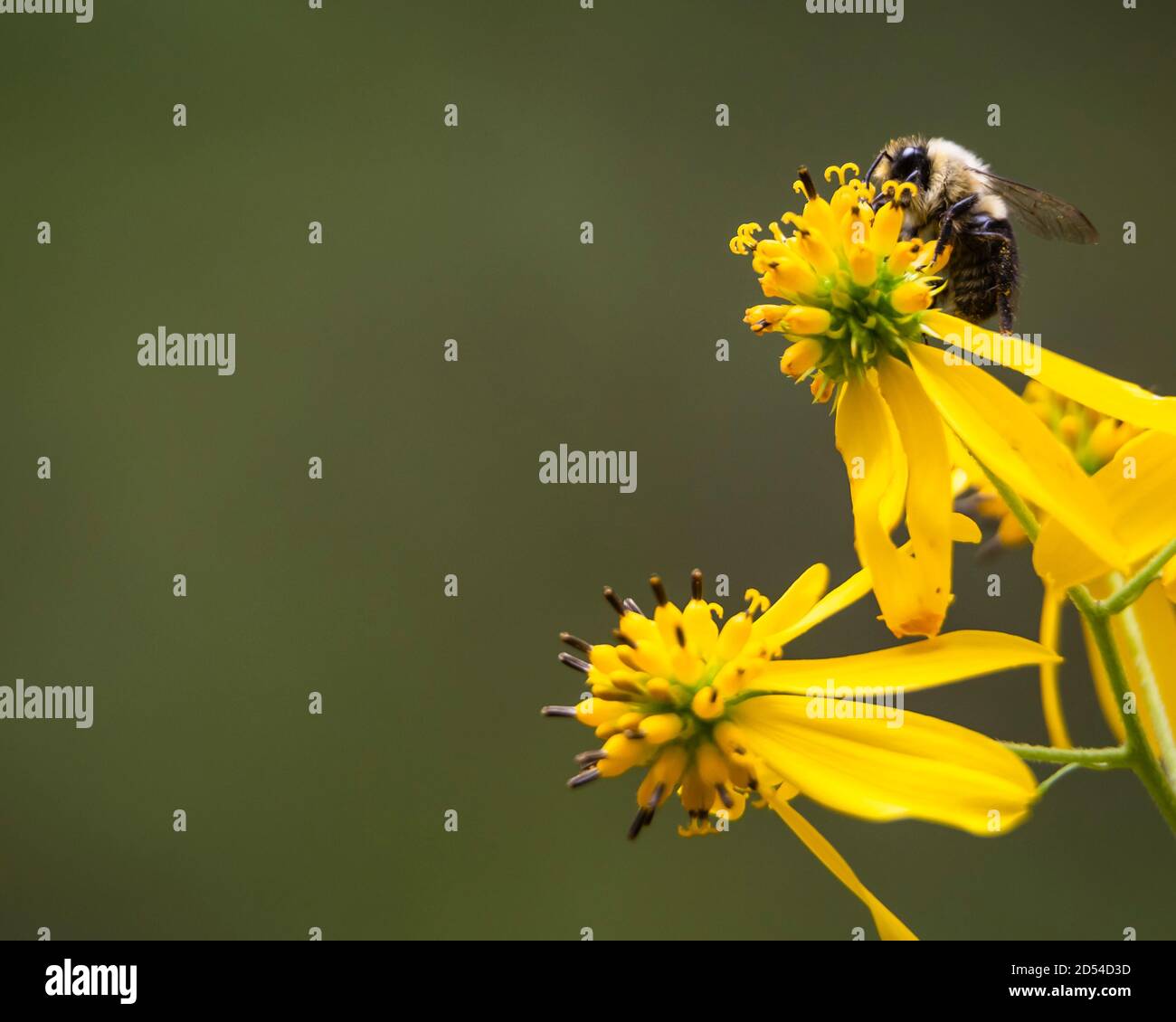 Insect photography, macro images of bees Stock Photo - Alamy