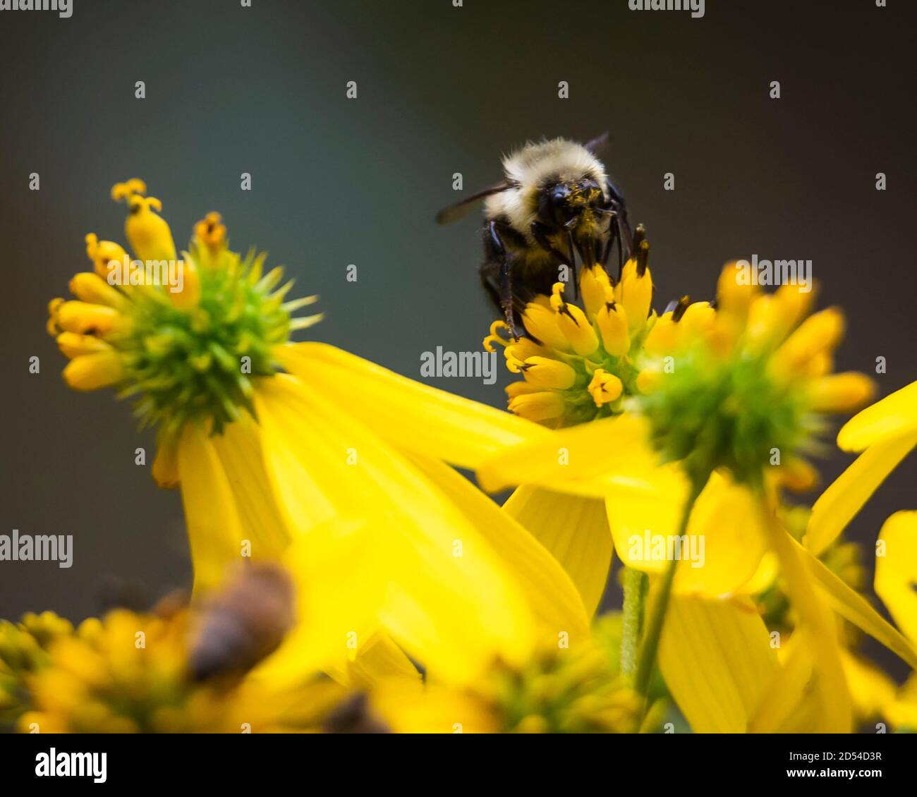 Insect photography, macro images of bees Stock Photo - Alamy
