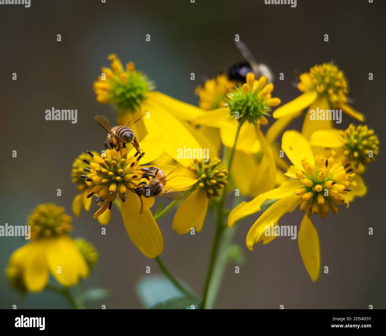 Insect photography, macro images of bees Stock Photo - Alamy