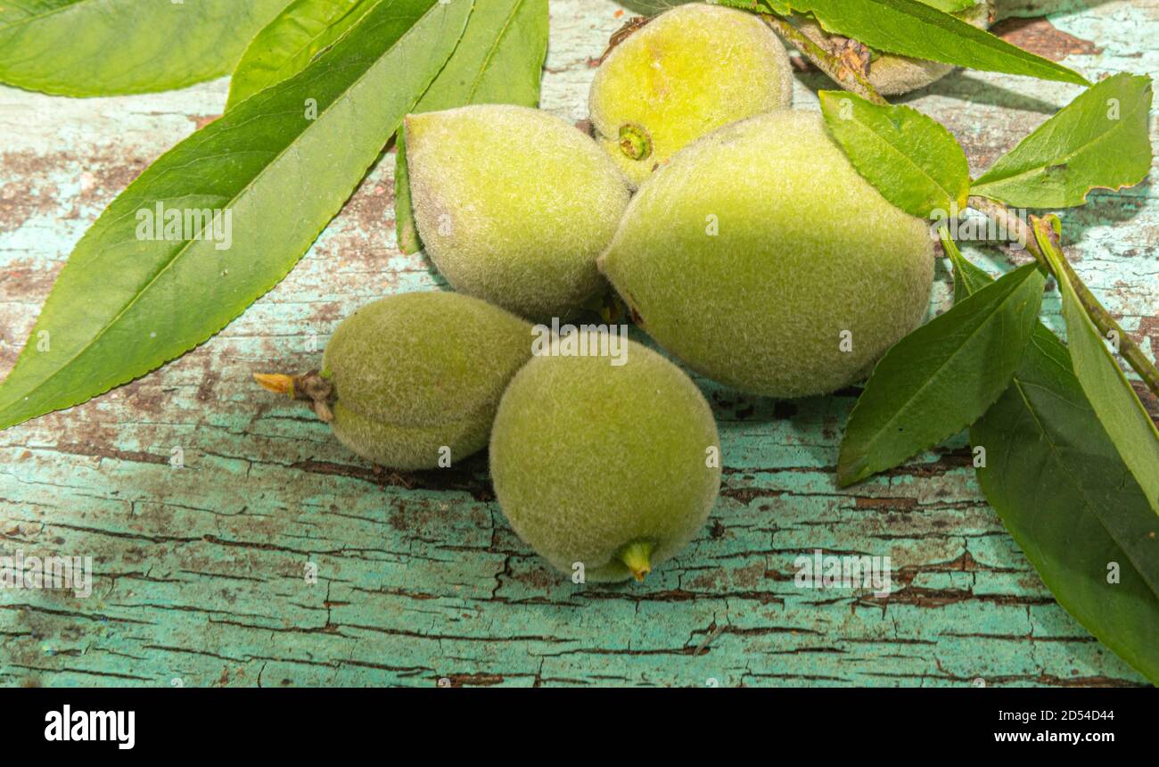Green peach fruits. Abundant in vitamins A, C and the B complex, the ...