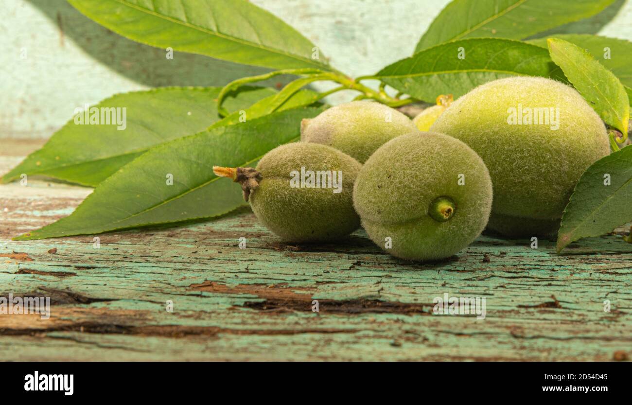Green peach fruits. Abundant in vitamins A, C and the B complex, the ...