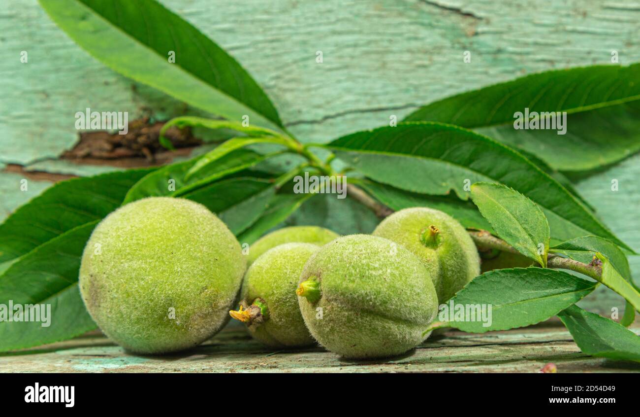 Green peach fruits. Abundant in vitamins A, C and the B complex, the ...