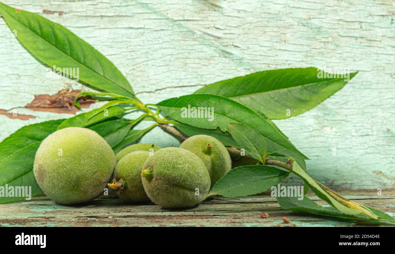 Green peach fruits. Abundant in vitamins A, C and the B complex, the ...