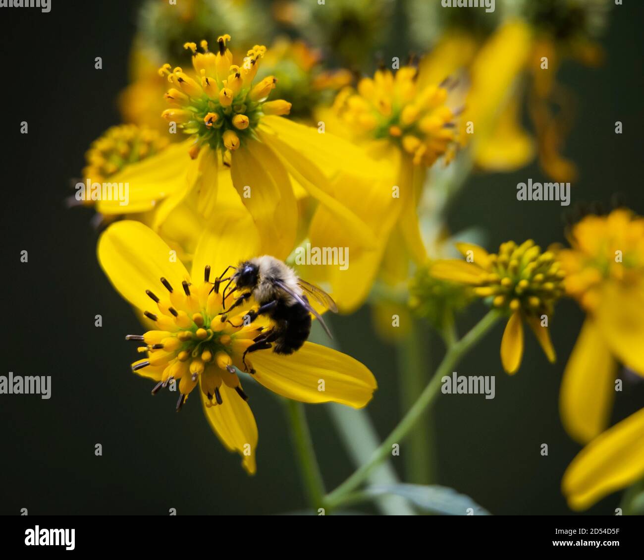 Insect photography, macro images of bees Stock Photo - Alamy