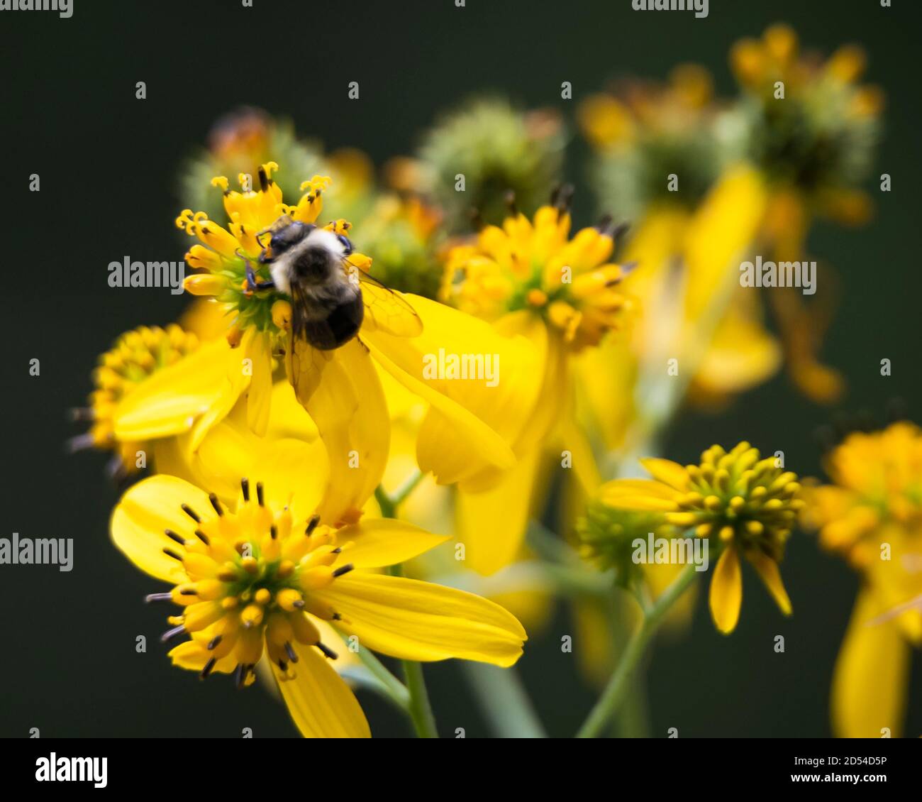 Insect photography, macro images of bees Stock Photo - Alamy
